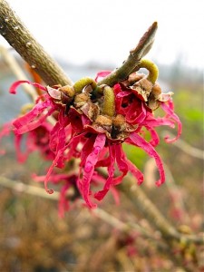 The Sorceress of Springtime: Spellbinding Witch Hazel ‘Diane’… – The ...