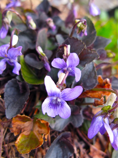 » No Shrinking Violet: North American Native, Lovely Viola Labradorica ...