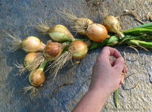 Simple Storage Solutions with Style: Beautiful Braided Onions… – The ...