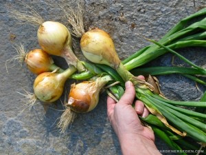 Simple Storage Solutions with Style: Beautiful Braided Onions… – The ...