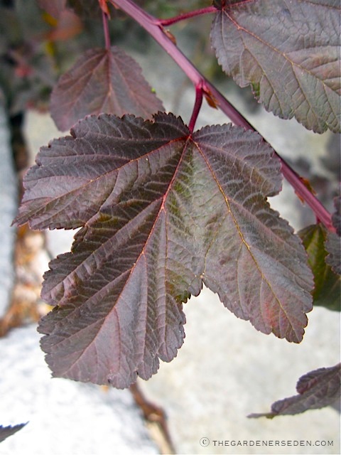 » Midnight Maroon: Dark, Mysterious Physocarpus opulifolius ‘Diablo ...