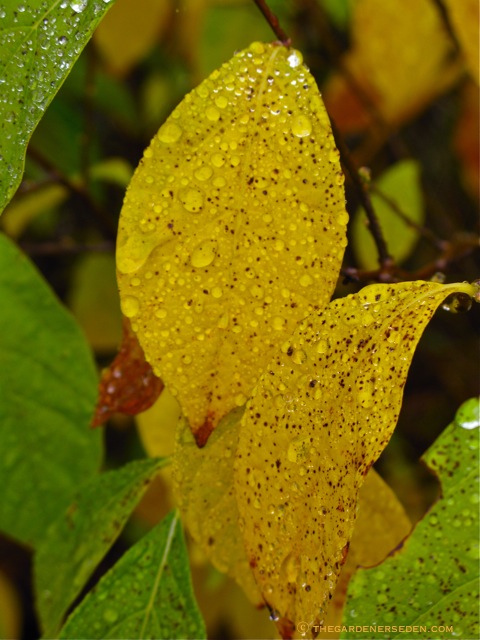 Mellow Yellow: Lovely Lindera Benzoin, North American Native Spicebush ...