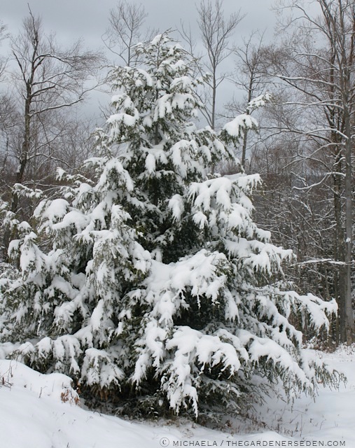 » The Wonderful Wizard of Winter: Native, Snow-Draped Canadian Hemlock ...