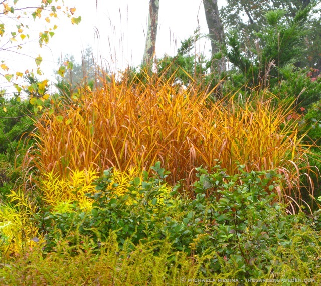 » Autumn’s Burning Beauty: Flame Grass Heats Up the Mid-October Garden ...