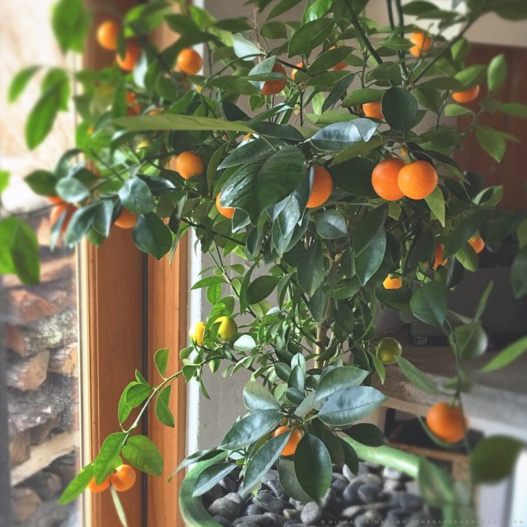 » Growing Calamondin Oranges Indoors The Gardener's Eden