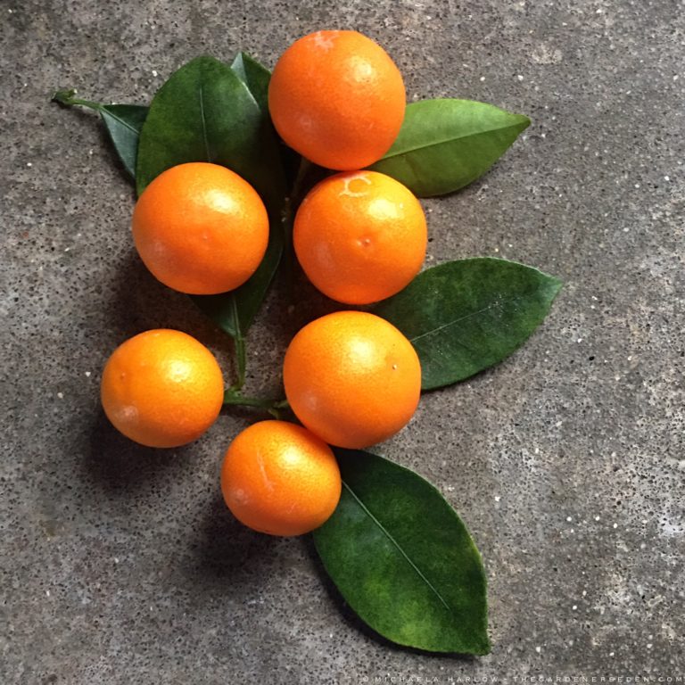 » Growing Calamondin Oranges Indoors The Gardener's Eden