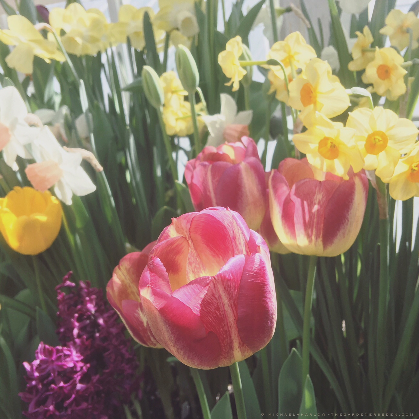 » Narcissus, Tulipa & Fragrant Hyacinth: Smith Botanic Garden’s 2018 ...