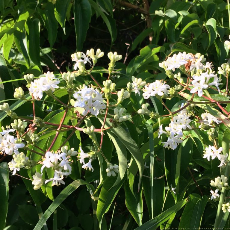 Sweet-Scented Seven-Son Flower: Heptacodium miconioides Blossoms ...