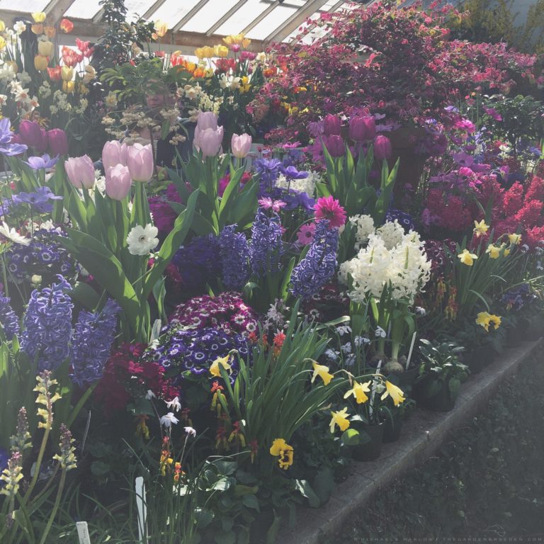 Welcome Spring – The Gardener's Eden